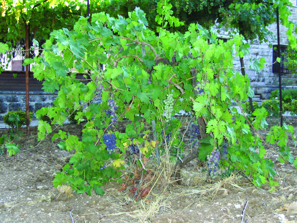 Vineyard Grapes in Israel | Saint Mary's Press