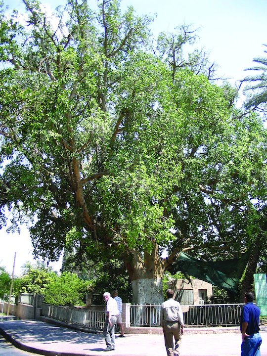 The Tree of Zacchaeus in Jericho, Israel | Saint Mary's Press