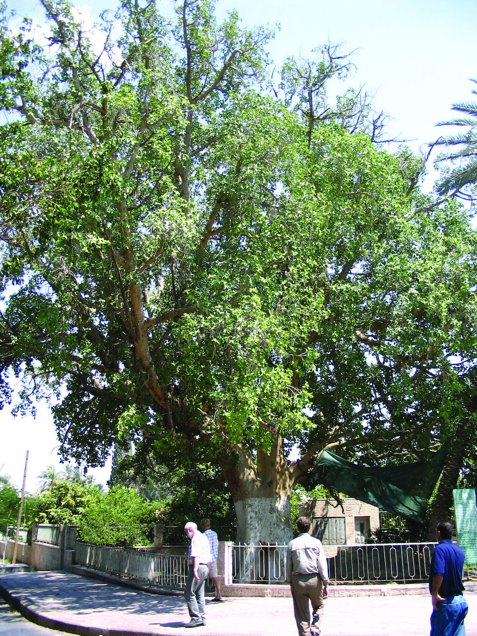 The Tree of Zacchaeus in Jericho, Israel | Saint Mary's Press