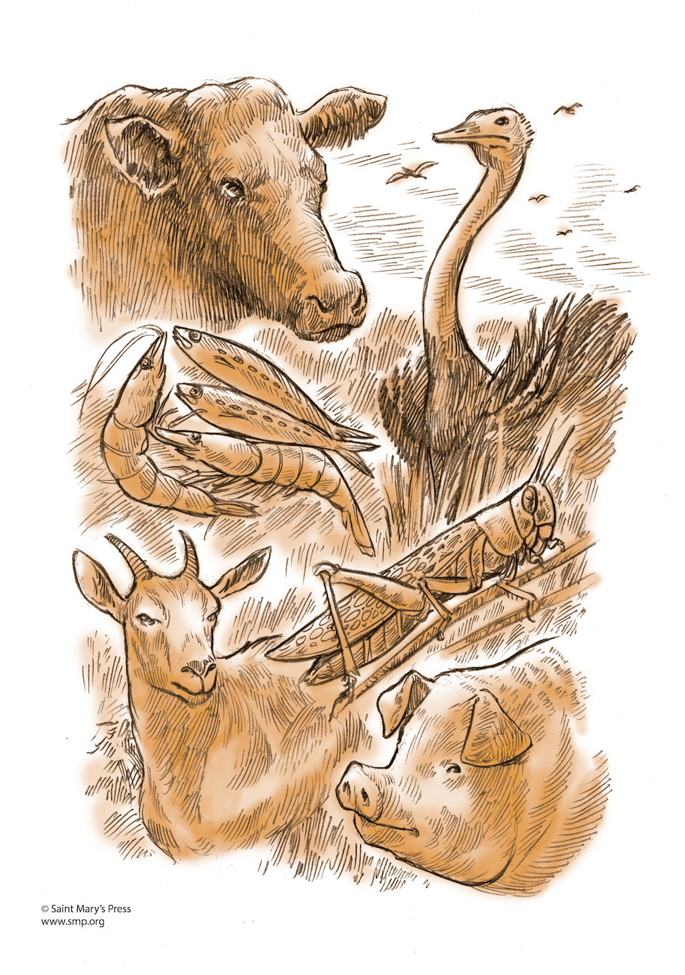 Clean and Unclean Animals | Saint Mary's Press