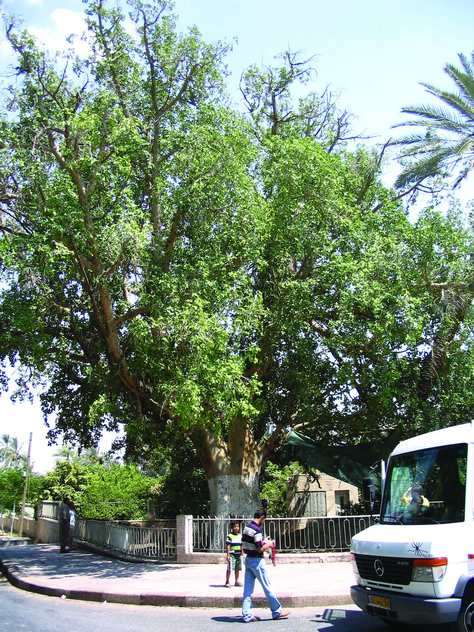 The Tree of Zacchaeus in Jericho, Israel | Saint Mary's Press